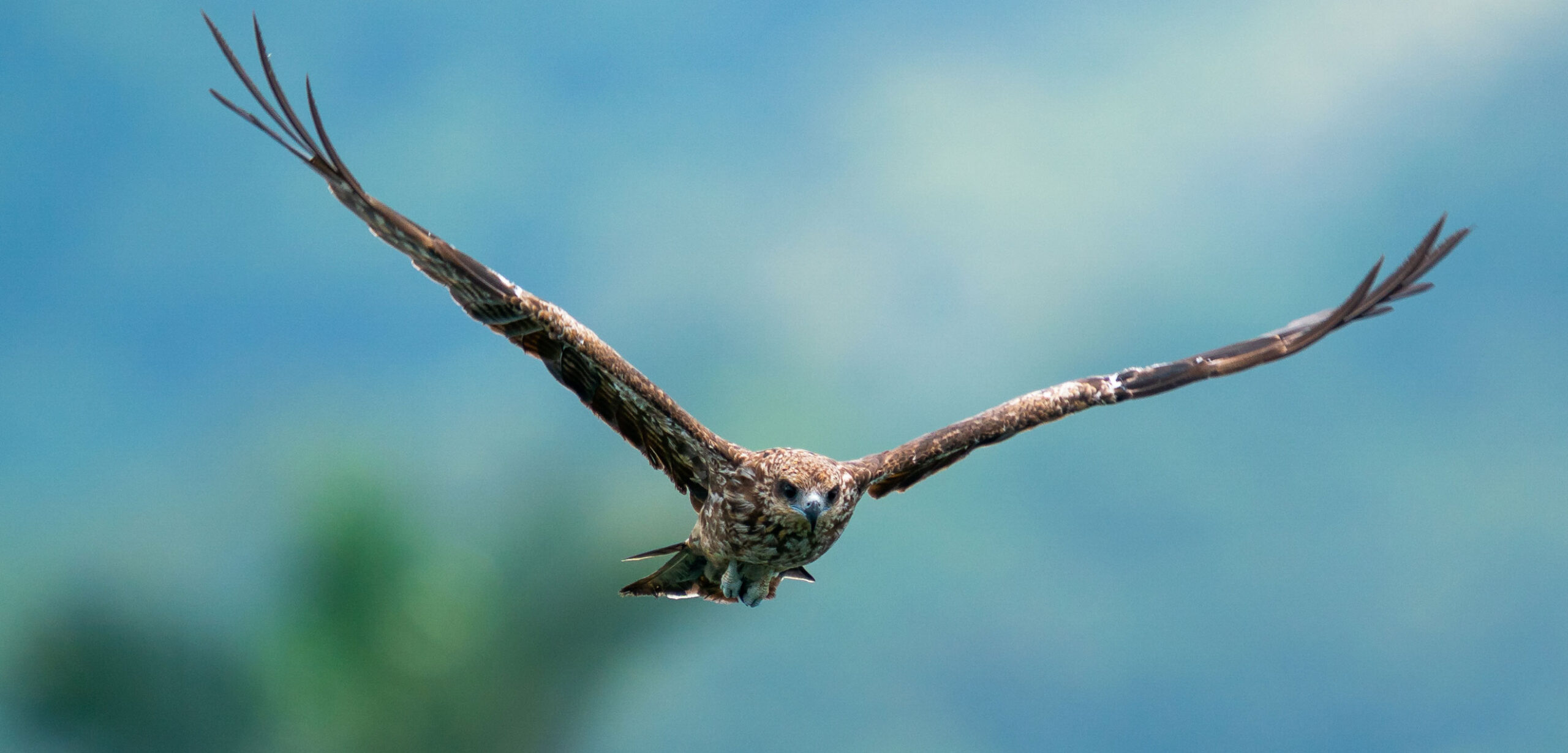 Decídete a volar