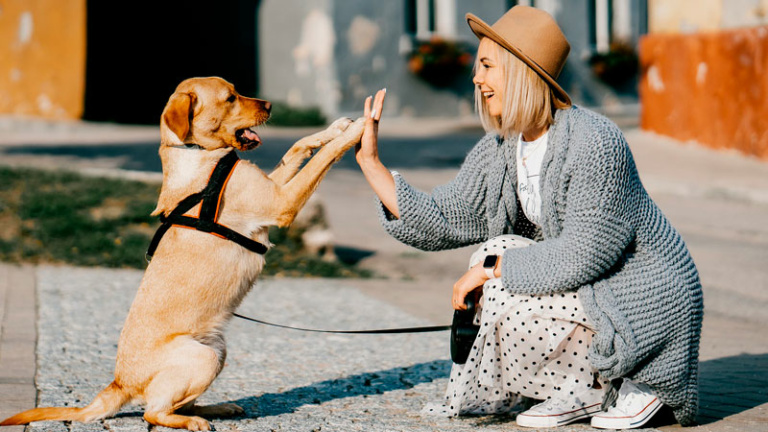 Los animales y el hombre